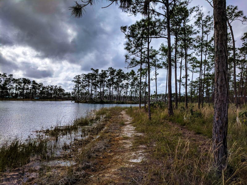 Pine path stock photo. Image of path, trail, pine - 108603760