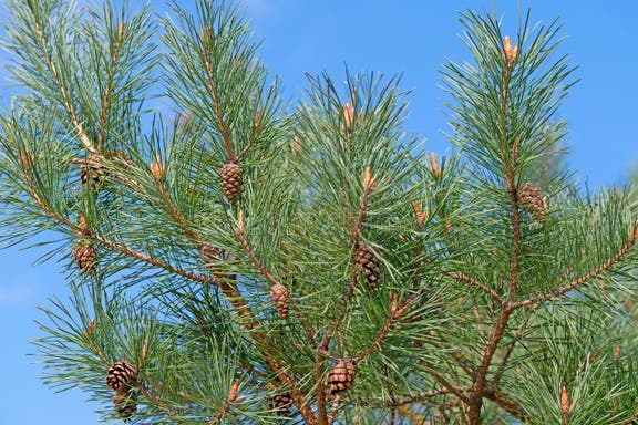 Pine, Pinus, with Pine Cones Stock Image - Image of blue, conifer ...