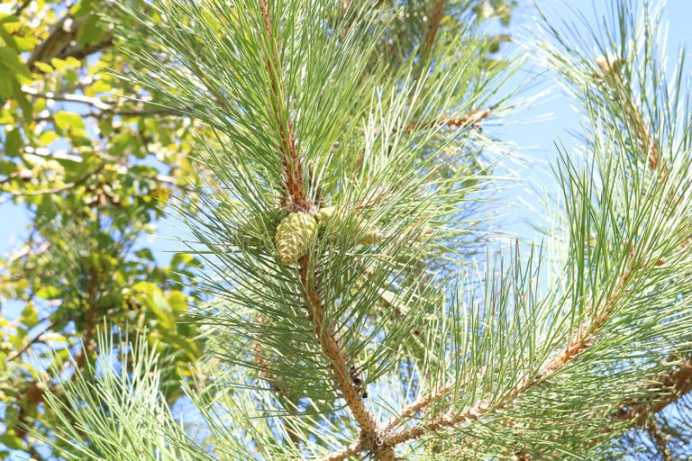 Pine stock image. Image of elfinn, pinus, branches, elfin - 77675539