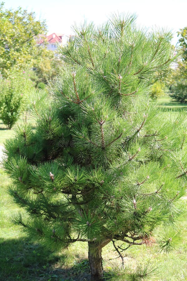 Pine stock photo. Image of pine, elfinn, pinus, branches - 77675588