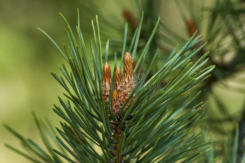 Pine or Pinus Tree Branch with New Tip in Springtime Stock Photo ...
