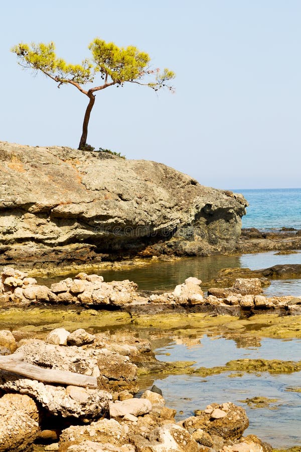 Pine Plant Mediterranean See Turkey Stock Photo - Image of landscape ...
