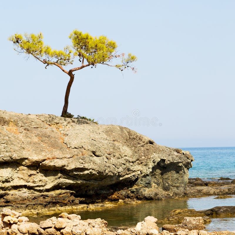 Pine Plant and Tree in the Mediterranean See Turkey Europe Stock Image ...