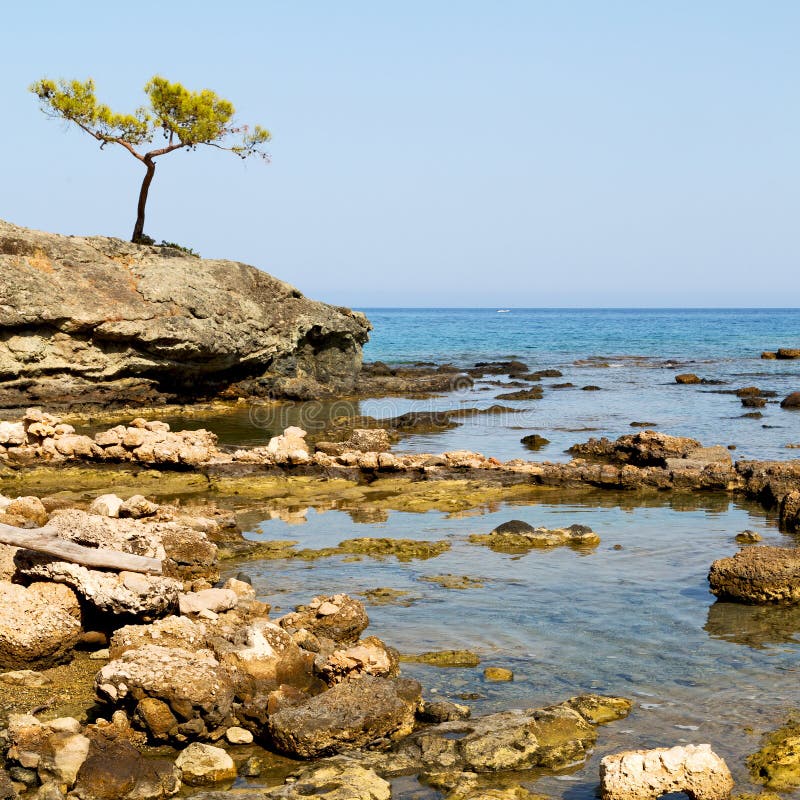 Pine Plant and Tree in the Mediterranean See Turkey Europe Stock Photo ...