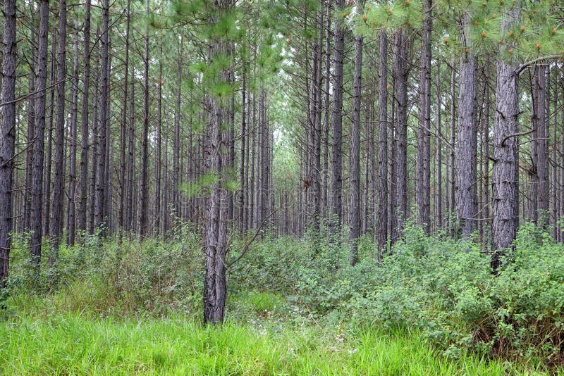Pine Plantation stock photo. Image of plantation, texture - 56423384