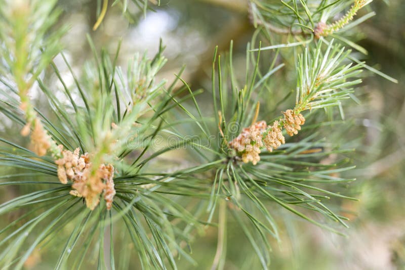Pine Pollen Cone stock image. Image of gould, green, evergreen - 30264899