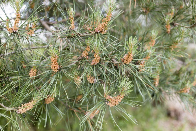 Pine Pollen Cone stock image. Image of gould, green, evergreen - 30264899