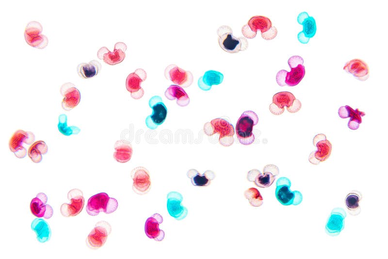 Pine Pollen from a Conifers Tree, Whole Mount, 80X Light Micrograph ...