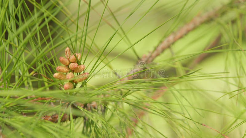 Pine Pollen on a Young Cone. a Pine is Any Conifer Tree or Shrub in the ...