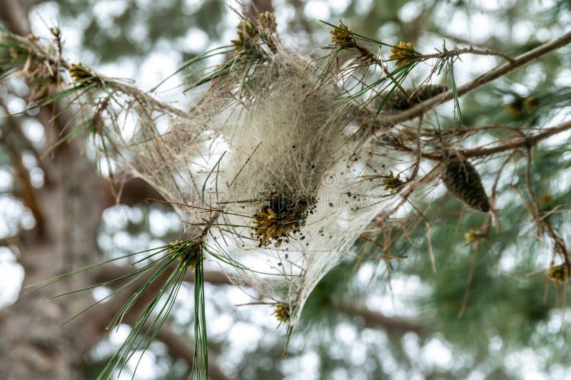 Pine Processionary Caterpillar Nest in Pine Tree Sperlinga Sicily Stock ...