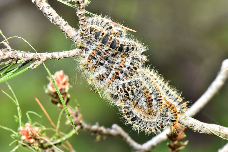 Cyprus Processionary Moth Cocoon on a Pine, a Destructive Specie for ...