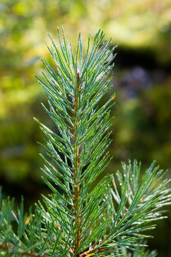 Pine after a rain stock image. Image of environment, woods - 10886213