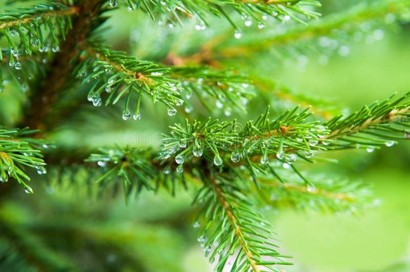 Pine after rain stock photo. Image of raindrop, green - 4243174