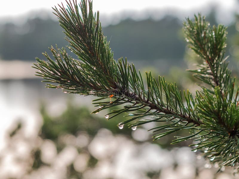 Pine after rain stock image. Image of coniferous, outdoors - 83053379