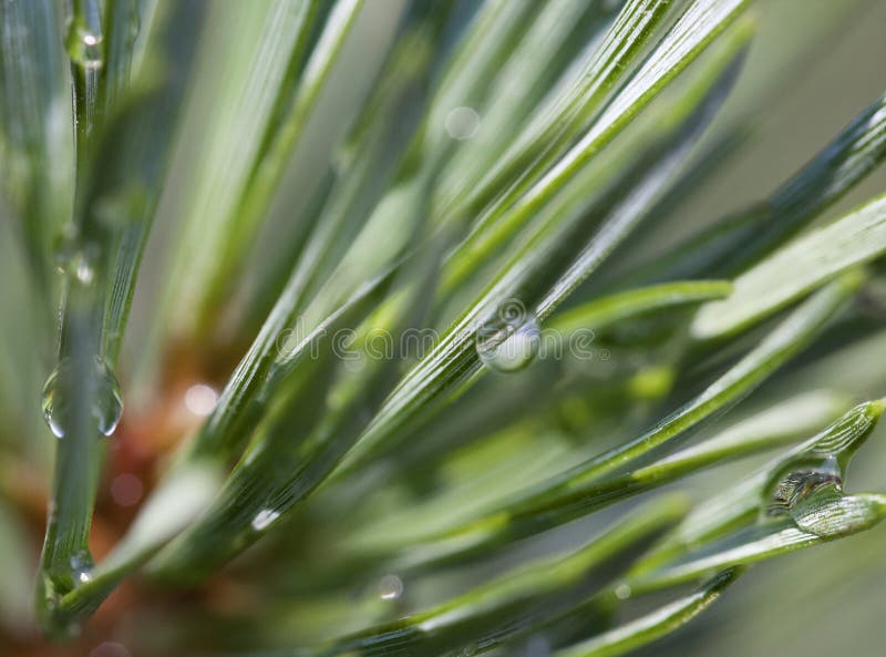 Pine after rain stock photo. Image of droplet, growth - 63263220