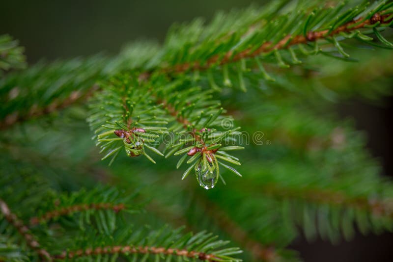 Pine & Rain Drop stock photo. Image of detail, crystal - 69637480