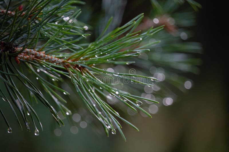 Pine in the rain drops stock image. Image of bokeh, flower - 215675573