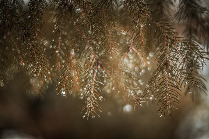 Pine after the rain stock image. Image of focus, closeup - 177599409
