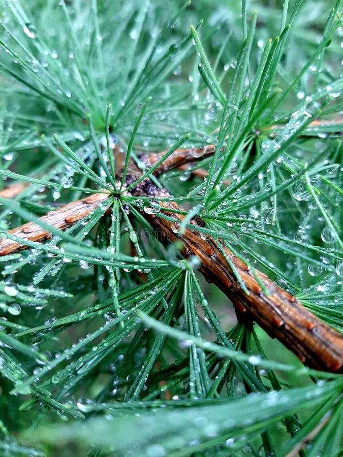 Pine after rain stock image. Image of branch, pine, drops - 224009957