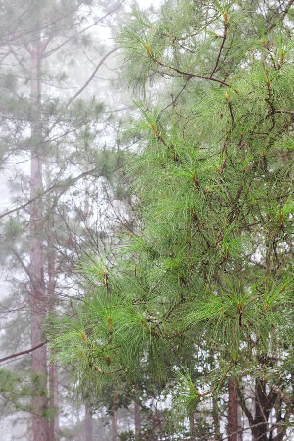 Pine in rain stock photo. Image of nature, kesiya, outdoor - 83209756