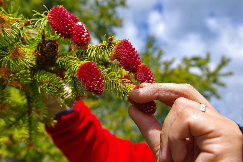 Pine Red Cone Collecting for Drugs Stock Photo - Image of details ...