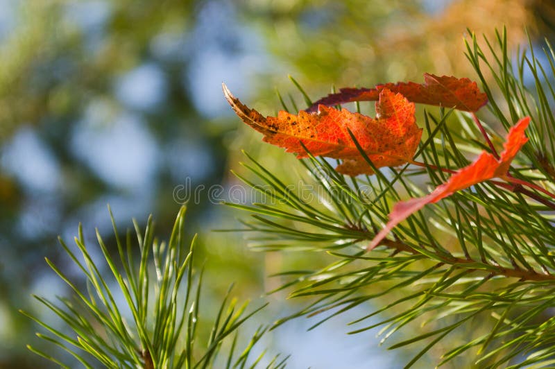 Pine with red leaves stock photo. Image of branches, contrast - 84600540