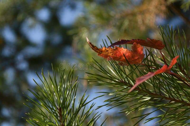 PINE WITH RED LEAVES, Fir tree branch with red