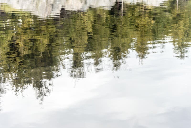 Pine reflect on water stock image. Image of fall, forest - 51613297