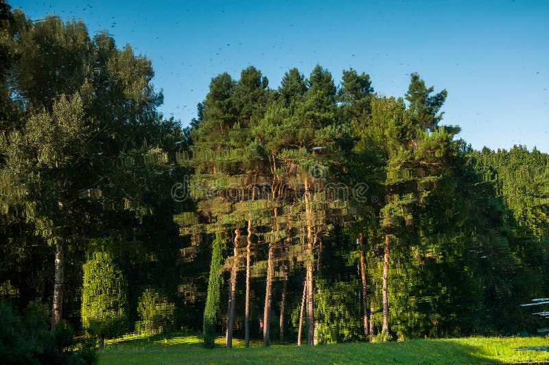 Pine. Reflection in water stock photo. Image of outdoor - 50709712