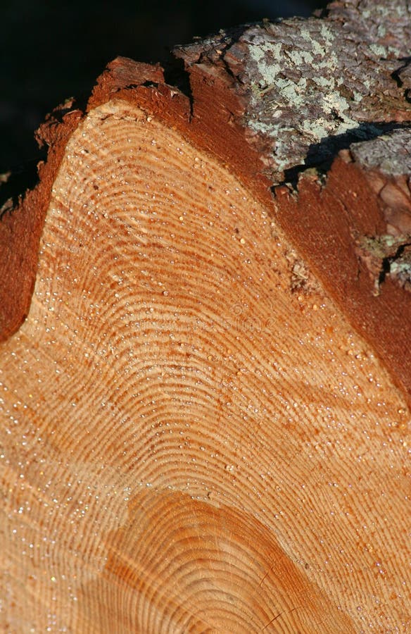 Pine resin stock photo. Image of bark, rings, industrial - 42833328