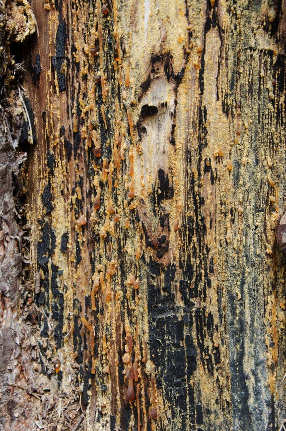 Pine resin stock photo. Image of nuts, brown, descends - 92397112