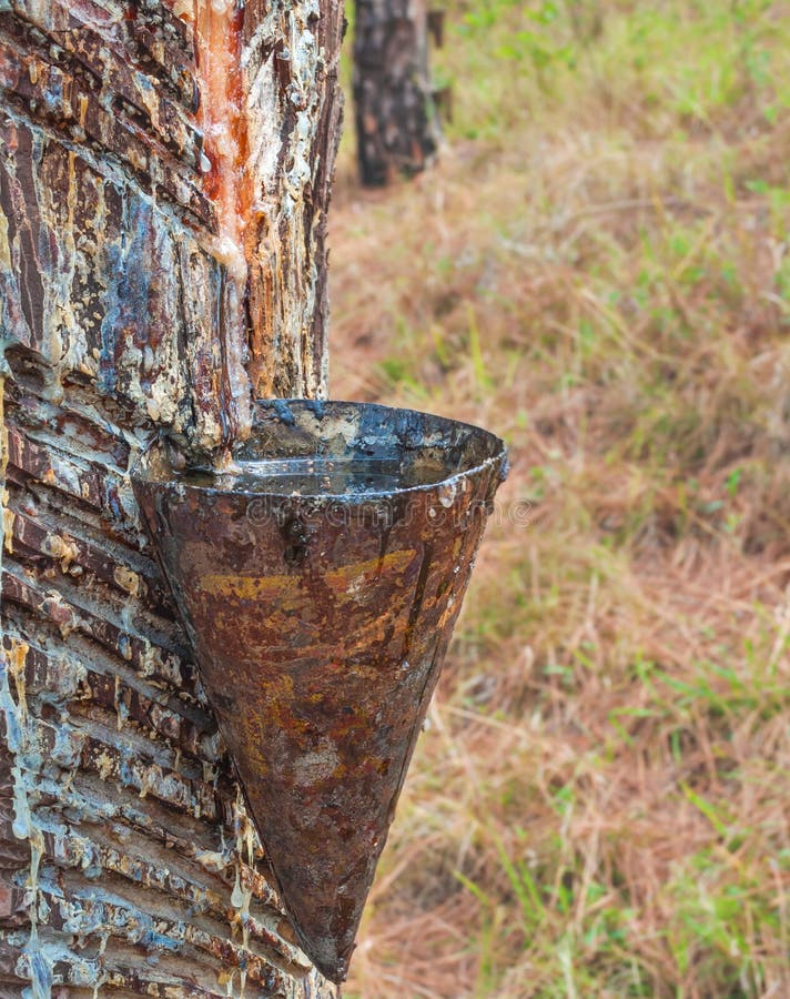 Pine resin collection stock photo. Image of forestry - 34678786