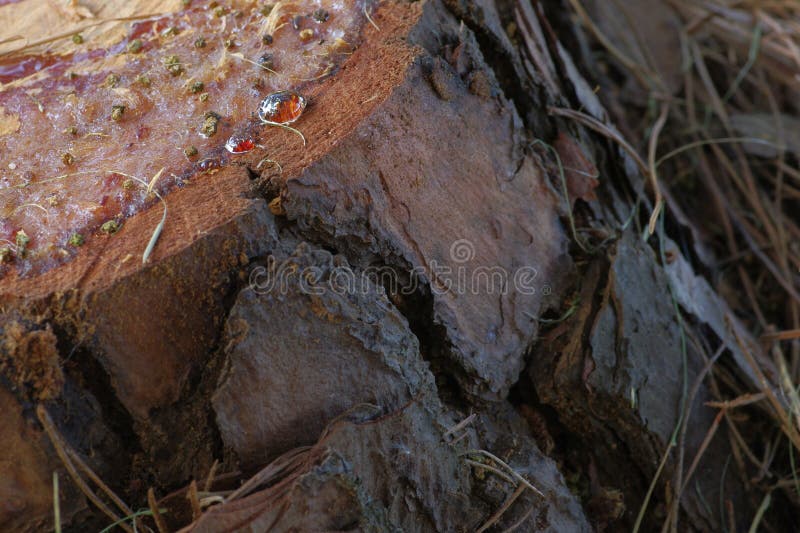 Pine resin droplets stock photo. Image of secretion, forest - 23711606