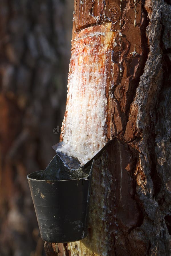 Resin Extraction of Pine Tree in Portugal Stock Photo - Image of catch ...