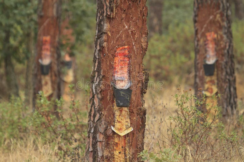 Pine-tree resin extraction stock image. Image of pinus - 30036913