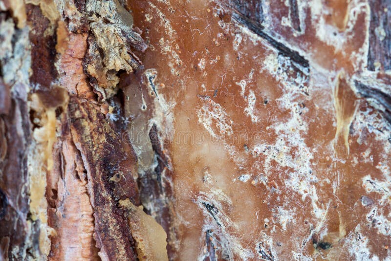 Pine resin stock image. Image of coniferous, macro, conifer - 111984319