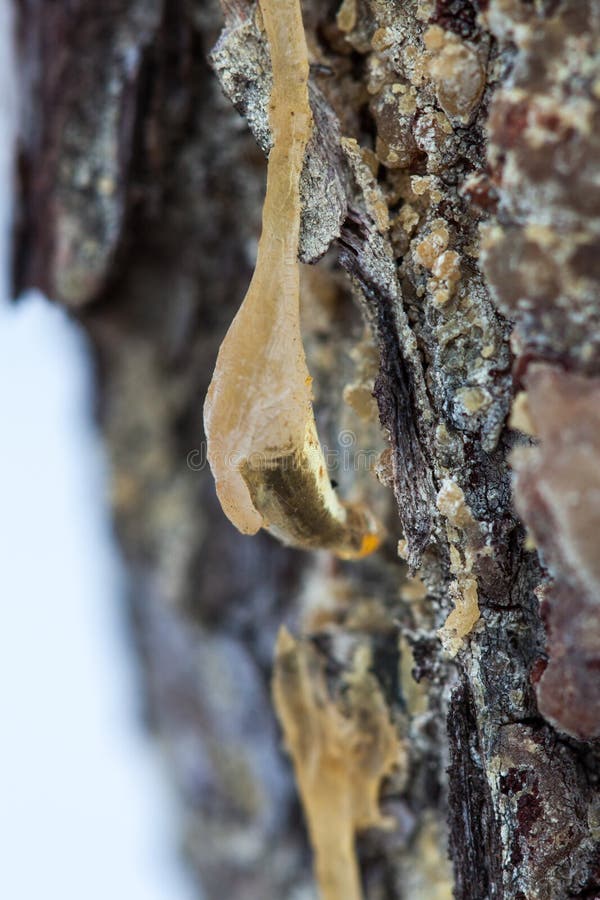 Pine resin stock image. Image of coniferous, macro, conifer - 111984319