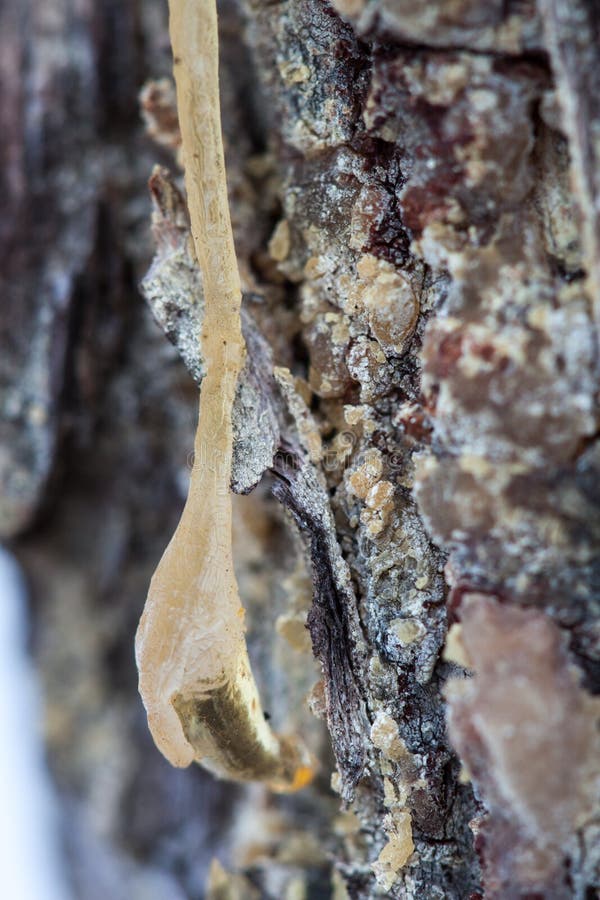 Pine resin stock photo. Image of sticky, light, textured - 111984408