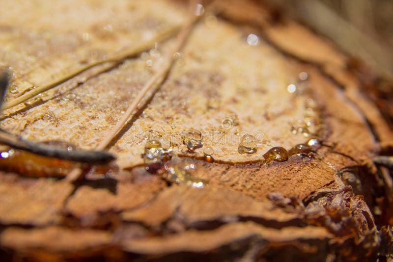 Pine resin stock photo. Image of stump, tree, texture - 57411394