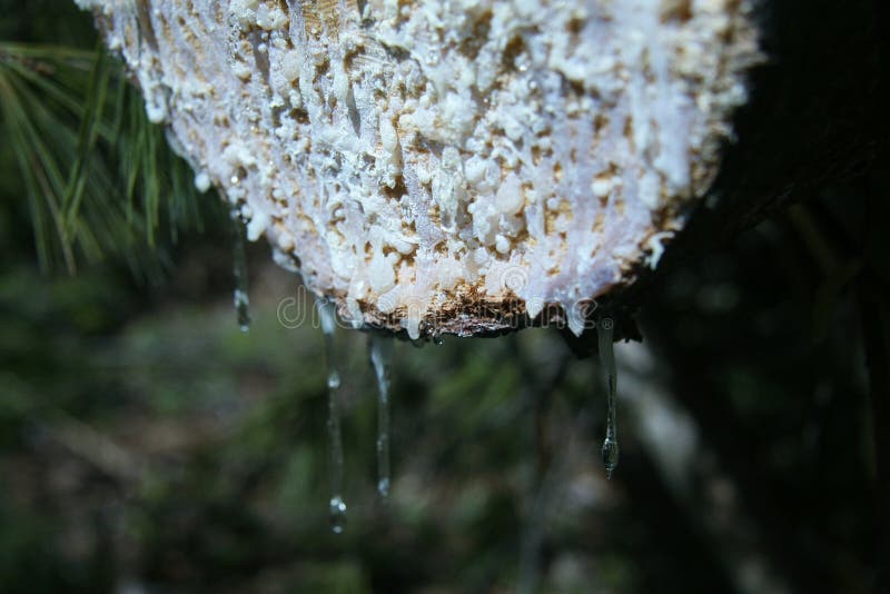 Wildlife Pine Resin Winter Canada Forest Evergreen North America ...