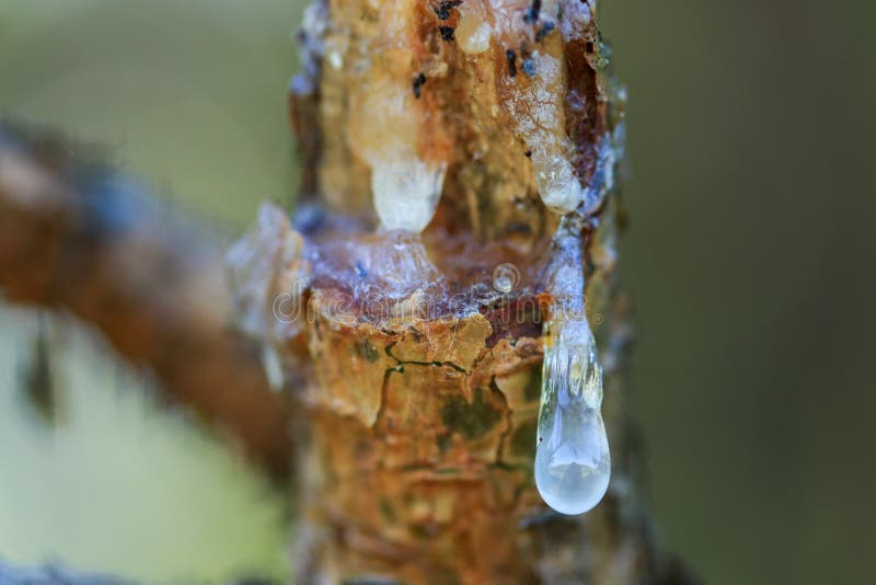 A Log of Pine Resin Drops from Up Close Stock Image - Image of circle ...
