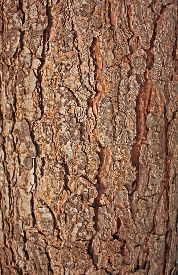 Old Rind of Red Spruce Tree Stock Photo - Image of forest, spruce: 20807880