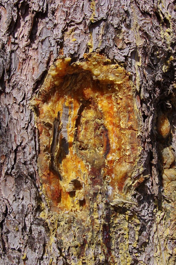 Pine risin detail stock image. Image of fresh, natural - 91596835