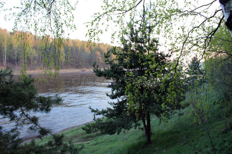 Pine on the river bank stock image. Image of green, banks - 40362013