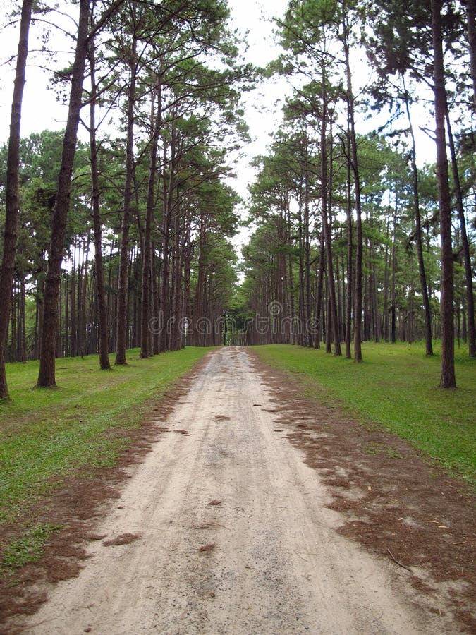Pine road stock photo. Image of forest, side, travel - 78855878