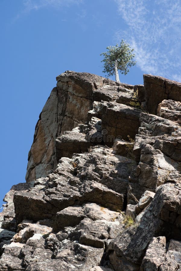 Pine on the rock stock image. Image of natural, outdoor - 101023967