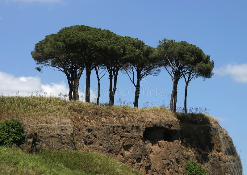 Pine in Rome stock image. Image of trees, coniferous, grove - 1134953