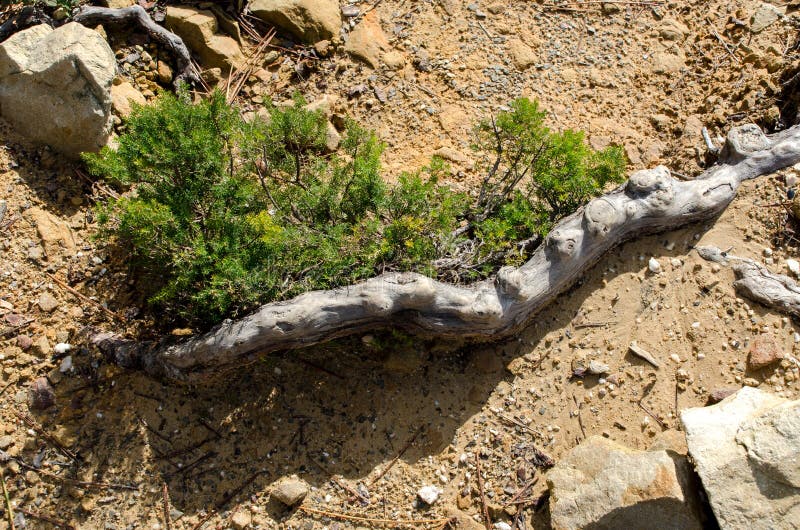 Pine root stock photo. Image of ground, plant, levante - 28822594