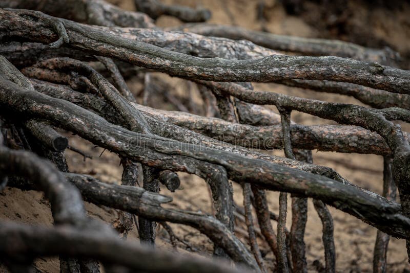 Pine root system stock image. Image of resilient, landscape - 145083977