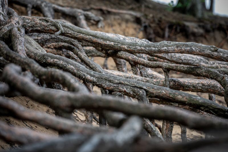 Pine Root in Sandy Ground. stock photo. Image of pine - 148825796